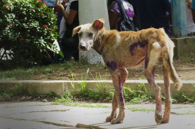 La situación de los animales en Venezuela - Red de Apoyo Canino